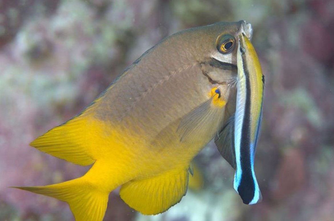 NS – Zegni Triki – Behavioral complexity affects supply and demand ...